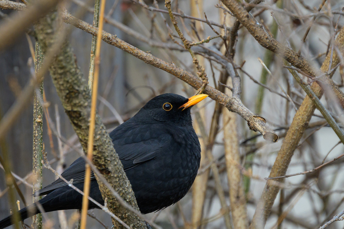 DSC 0762 — Postimages