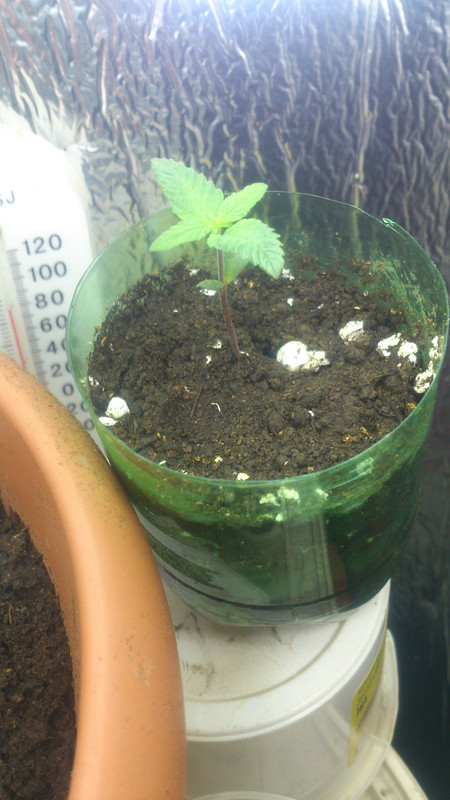 DSC 0305 — Postimages