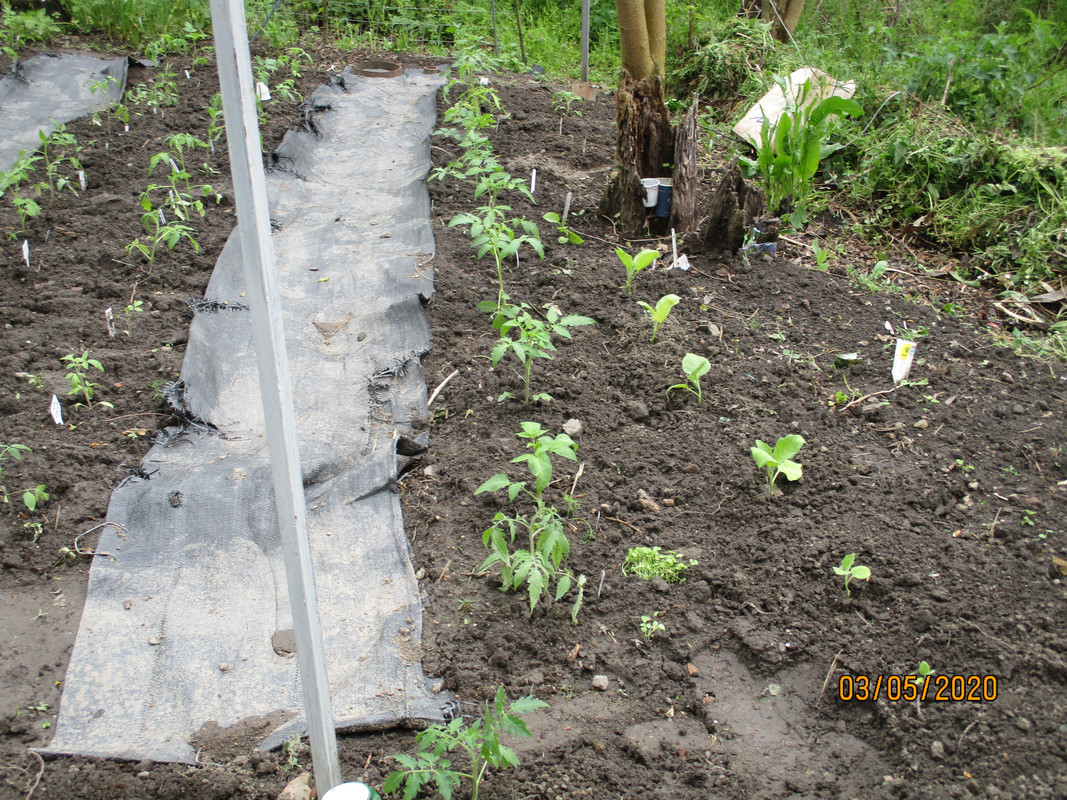 IMG 0278 — Postimages