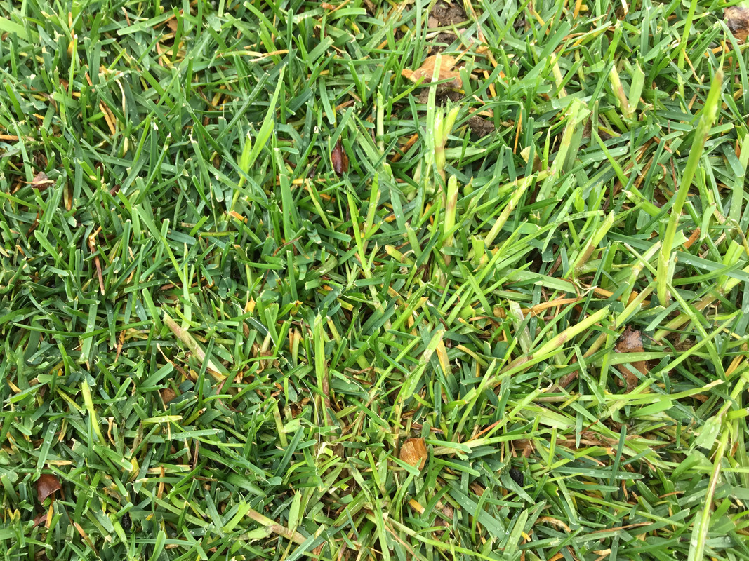 Grassy weed ID? | Lawn Care Forum