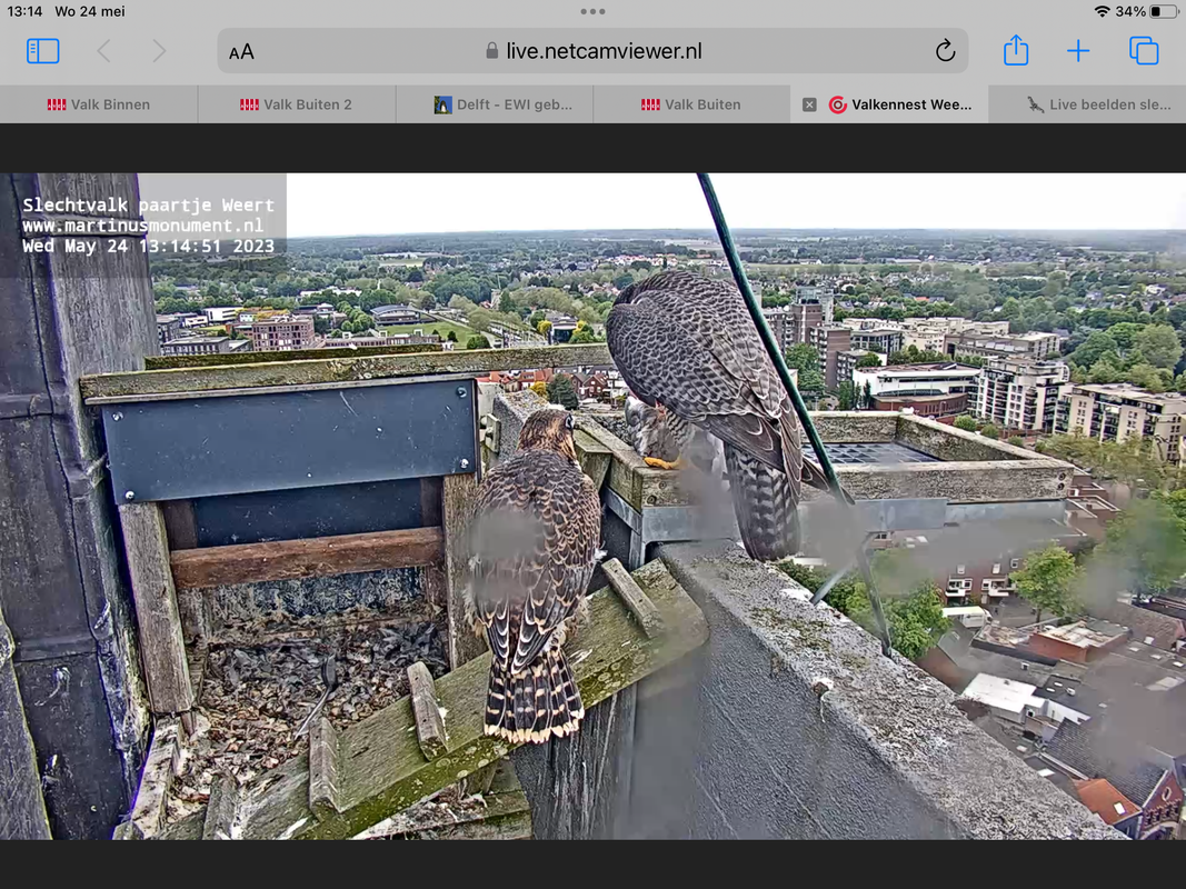 IMG 3156 — Postimages