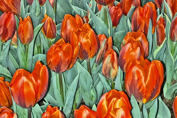 The Real Story of the Dutch Tulip Bubble Is Even More Fascinating Than ...