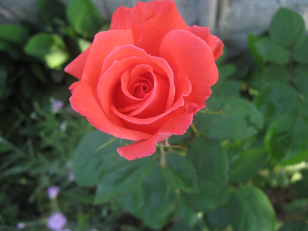 IMG 1449 — Postimages