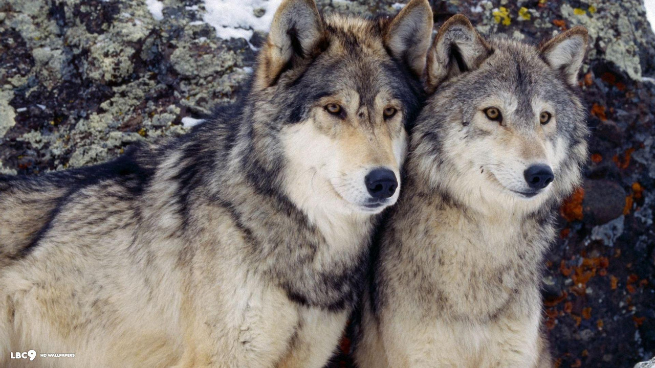TWO WOLVES — Postimages
