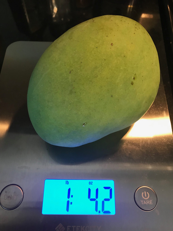 Mango Glenn Large62019 — Postimages