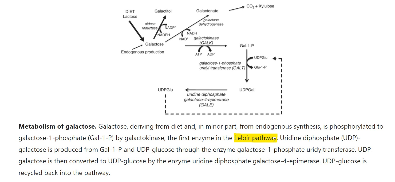 Galactose metabolism Leloir pathway — Postimages