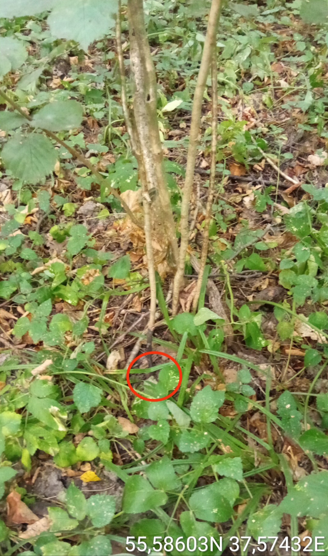 格式v — Postimages