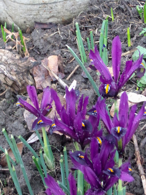 Mini iris purple — Postimages