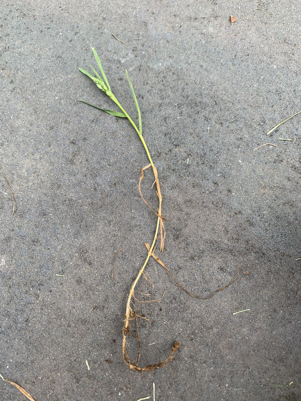 Wirey looking grass… | Lawn Care Forum