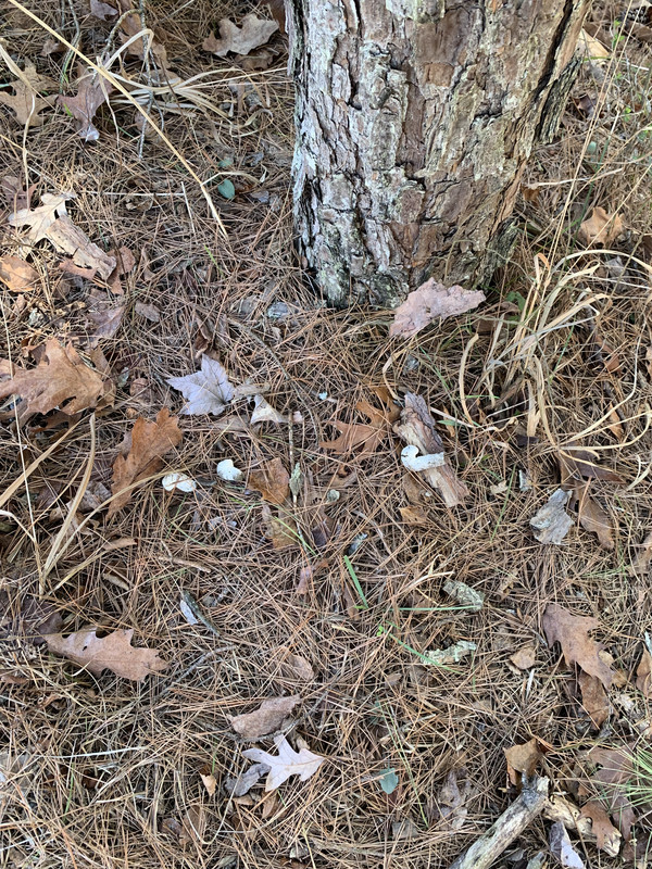 IMG 3272 — Postimages