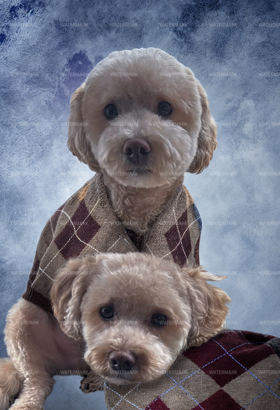 can you make them look like the step brothers portrait will v0 uapcc1rvmrsc1 — Postimages