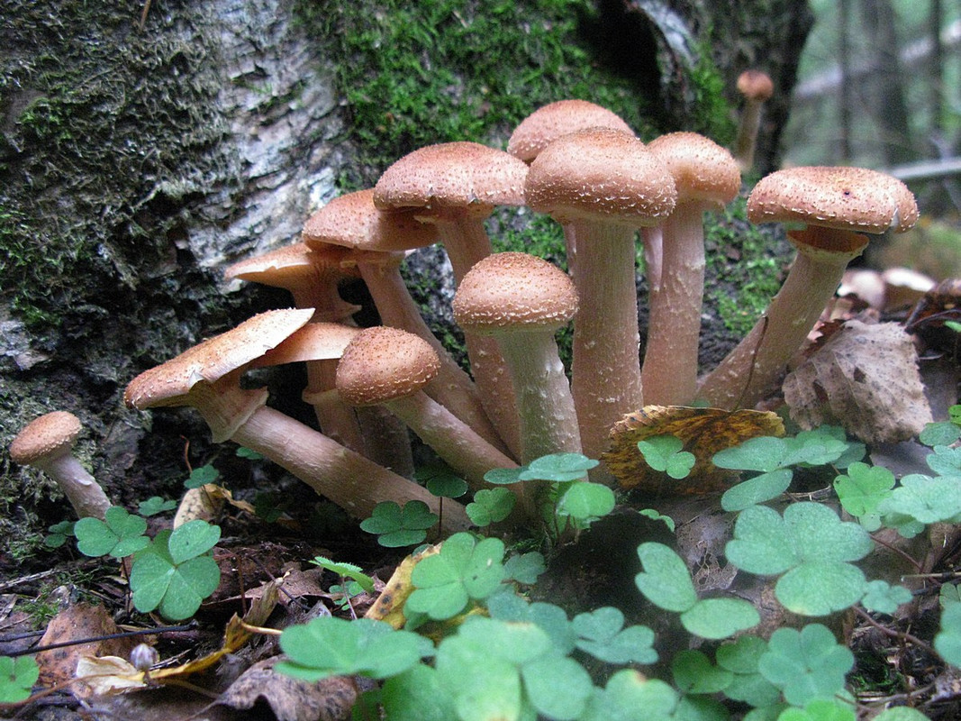 IMG 4549 — Postimages