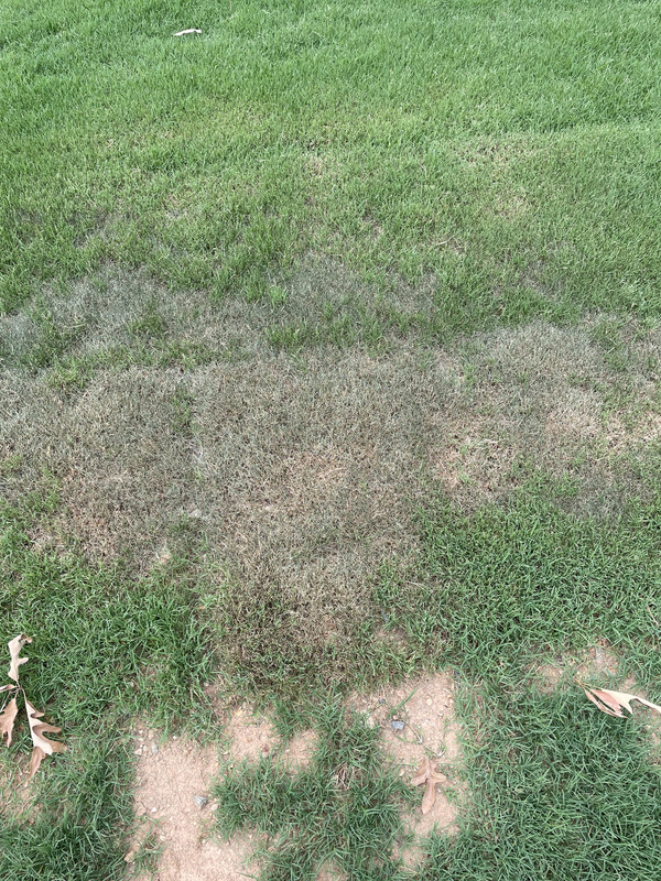 New sod issues | Lawn Care Forum