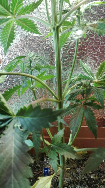 IMG 0273 — Postimages