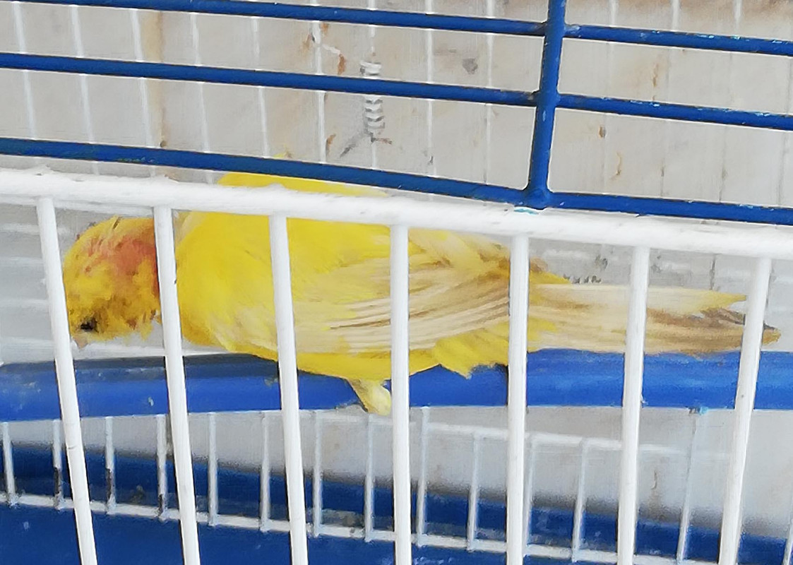 Bird 1 — Postimages