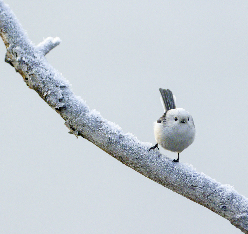 Snowball gained a bird form through decades of cultivation | Novel ...