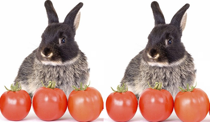 Can Rabbits Eat Tomatoes (Leaves + Seeds)? Risks and Benefits