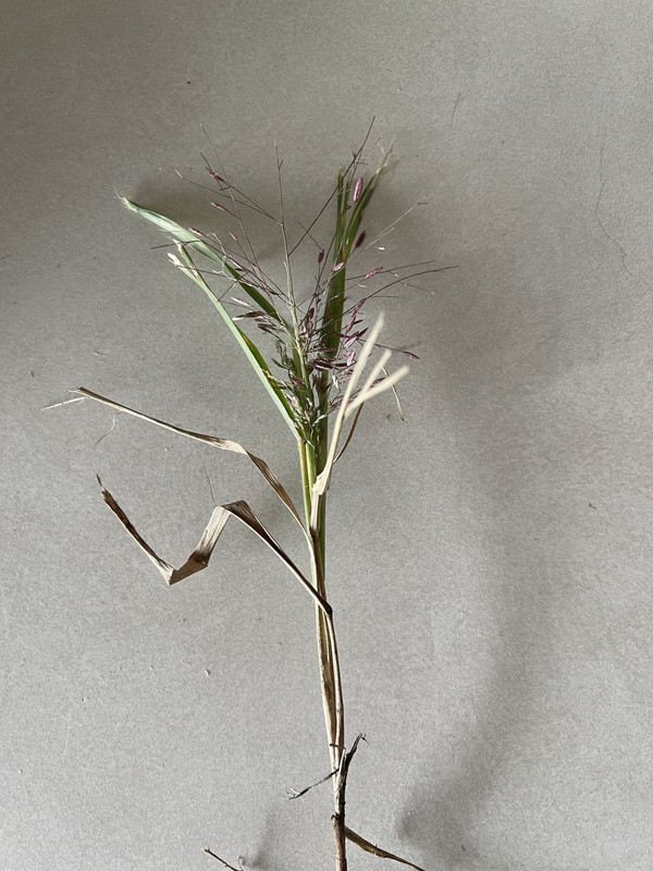 Grassy Weed - Reddish seed head | Lawn Care Forum