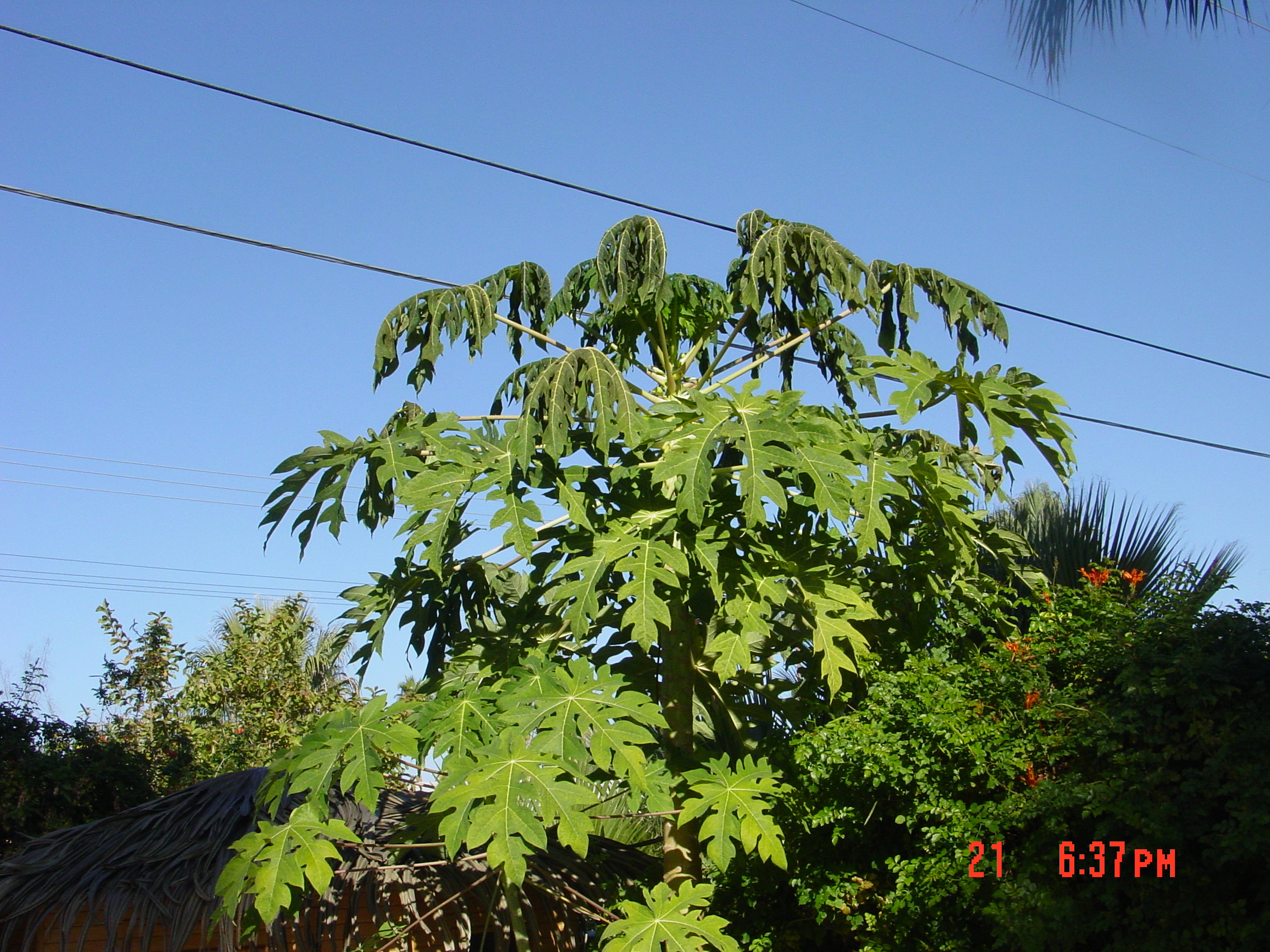 Papaya Freeze 2 123114 — Postimages